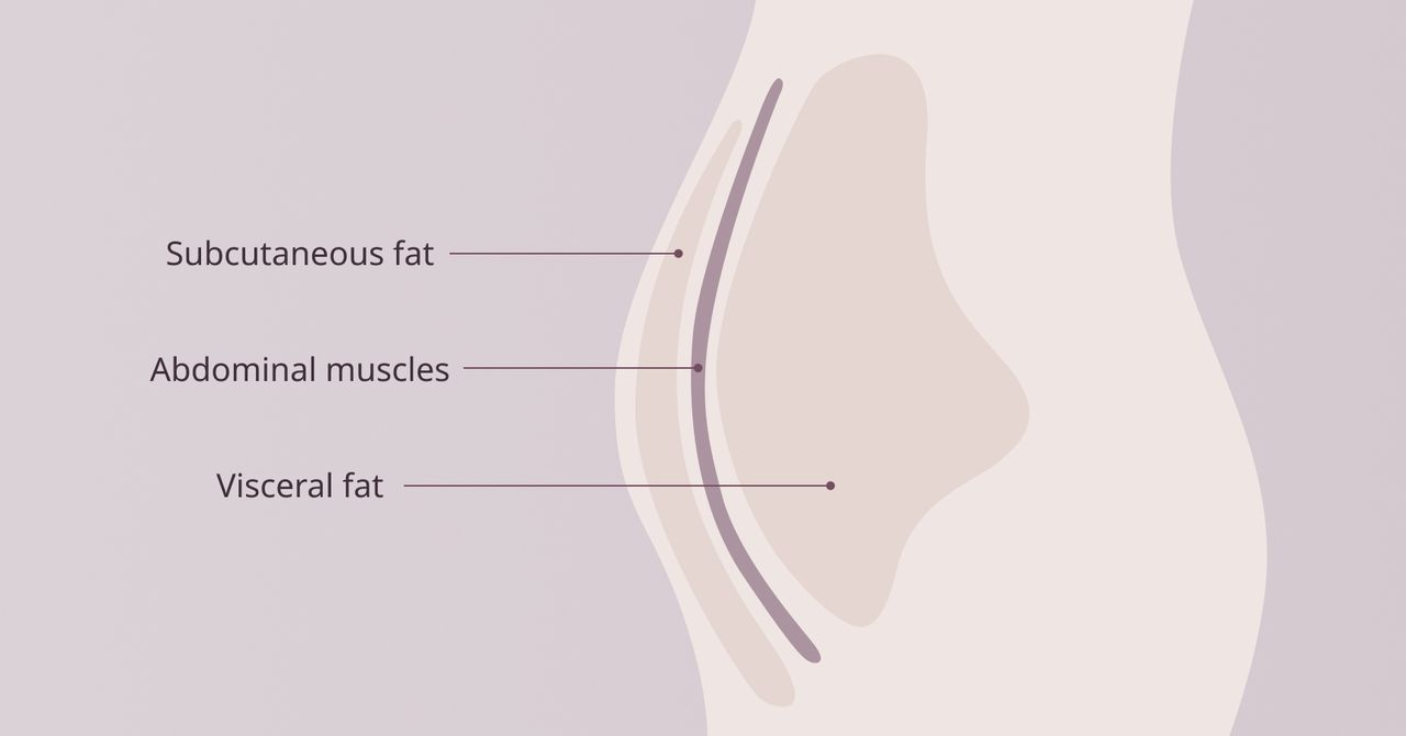 What Is Visceral Fat | How To Reduce Visceral Fat | myBMI